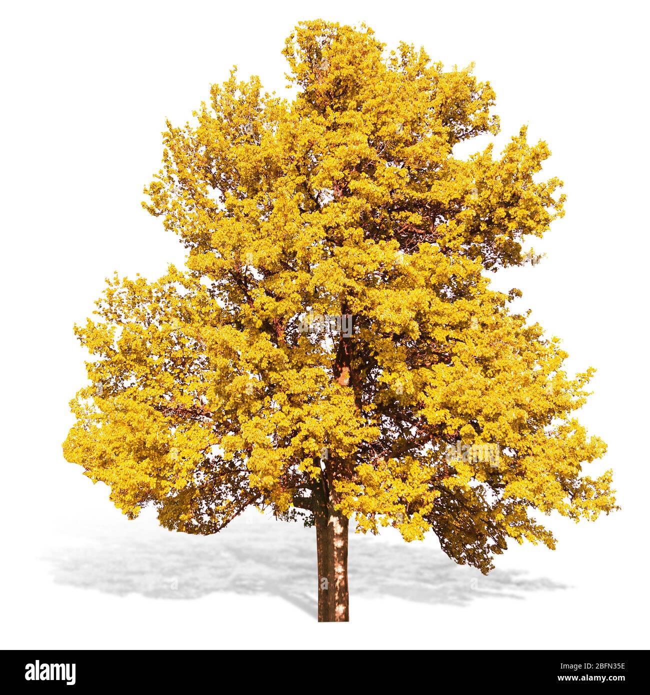 Alone autumnal tree, isolated on white Stock Photo - Alamy
