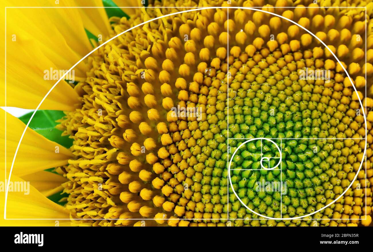 Illustration of spiral arrangement in nature. Fibonacci pattern Stock ...