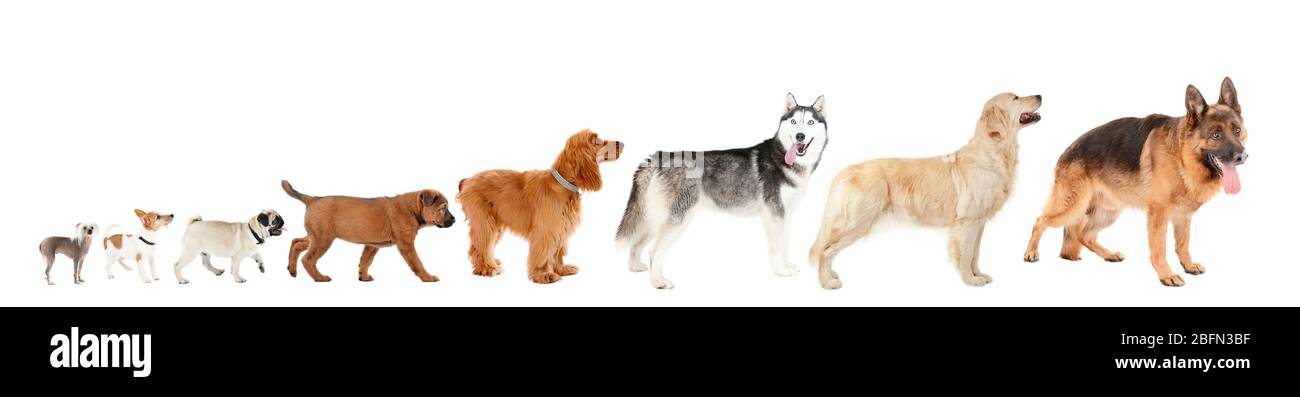 Eight dogs in row, from small to large, isolated on white Stock Photo ...