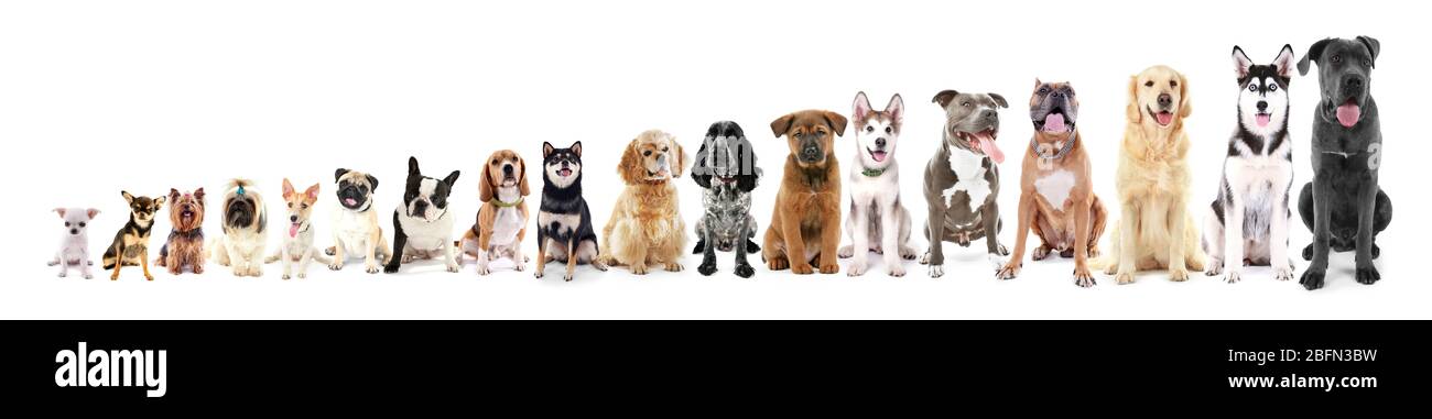 Eighteen sitting dogs in row, from small to large, isolated on white ...