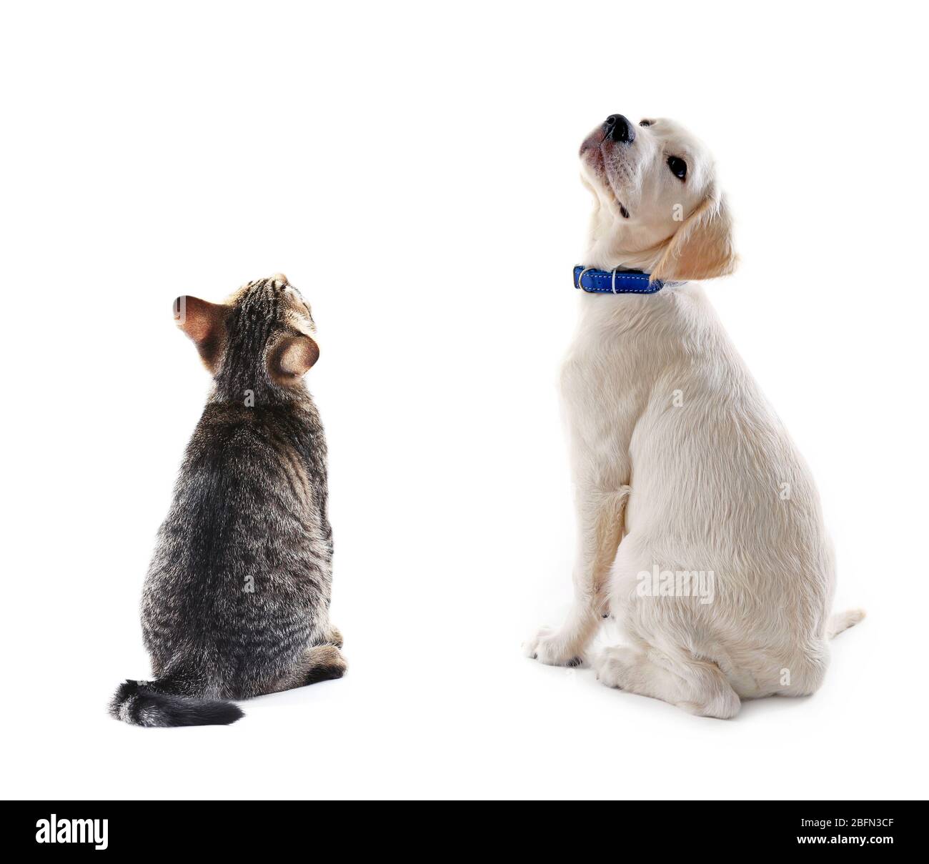 Cat and dog together, view from the back, isolated on white Stock Photo ...