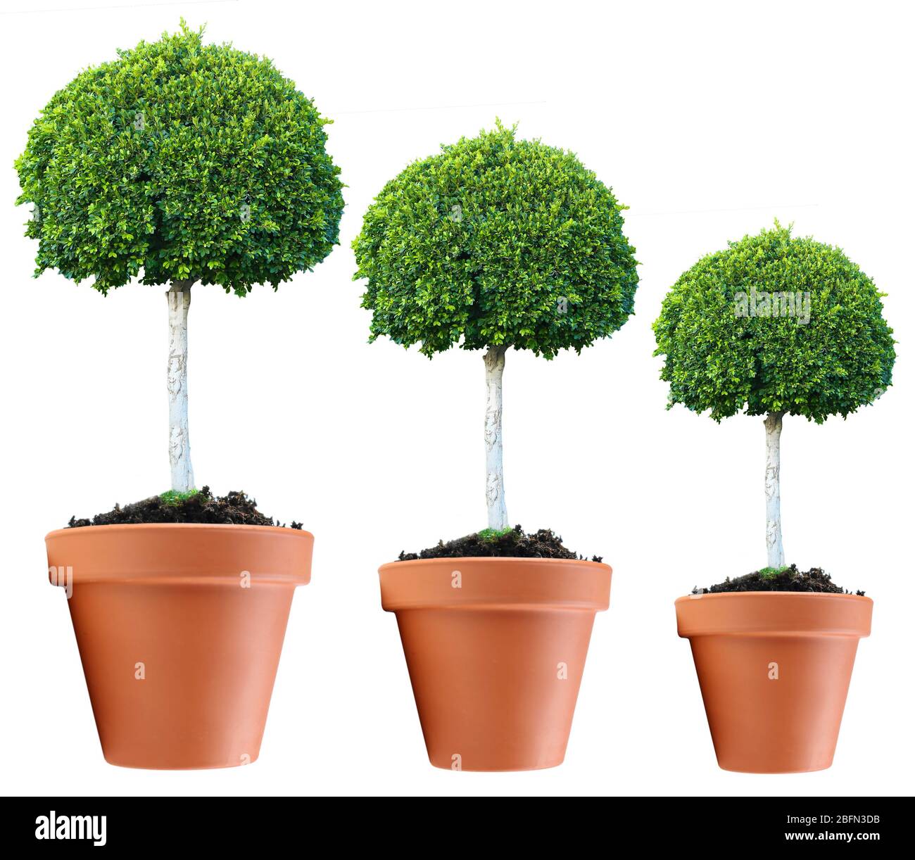 Growing in size hi-res stock photography and images - Alamy