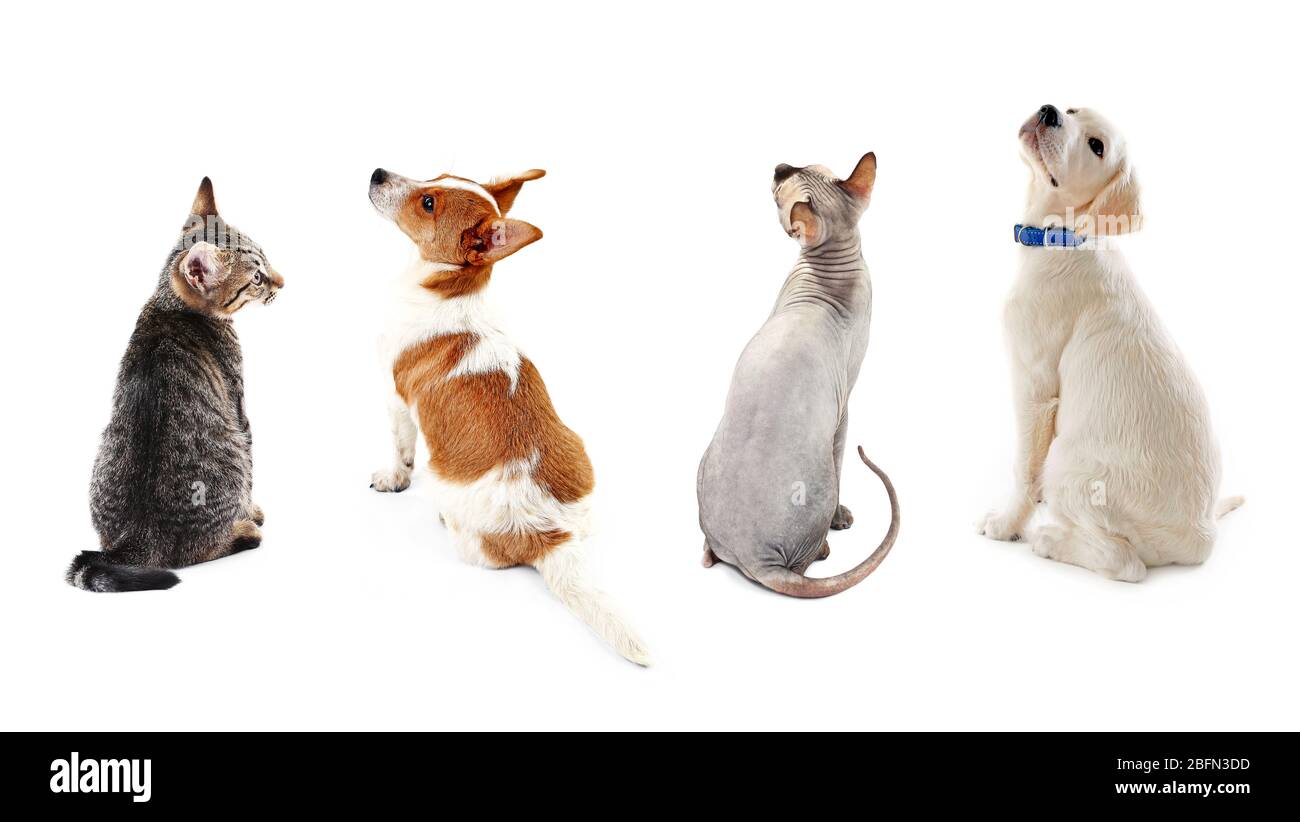 Cat on dogs back hi-res stock photography and images - Alamy