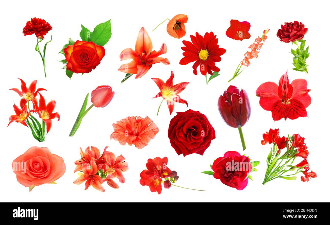 Collage of red color flowers, isolated on white Stock Photo - Alamy