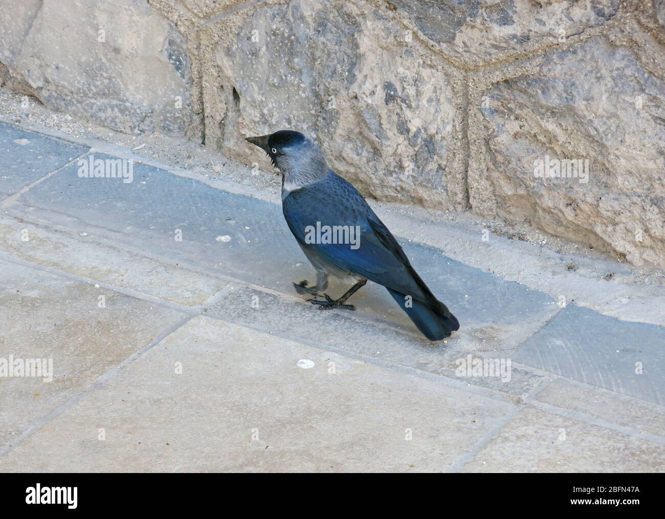 Lone Crow photographed while searching for food at a pedestrian lane in ...