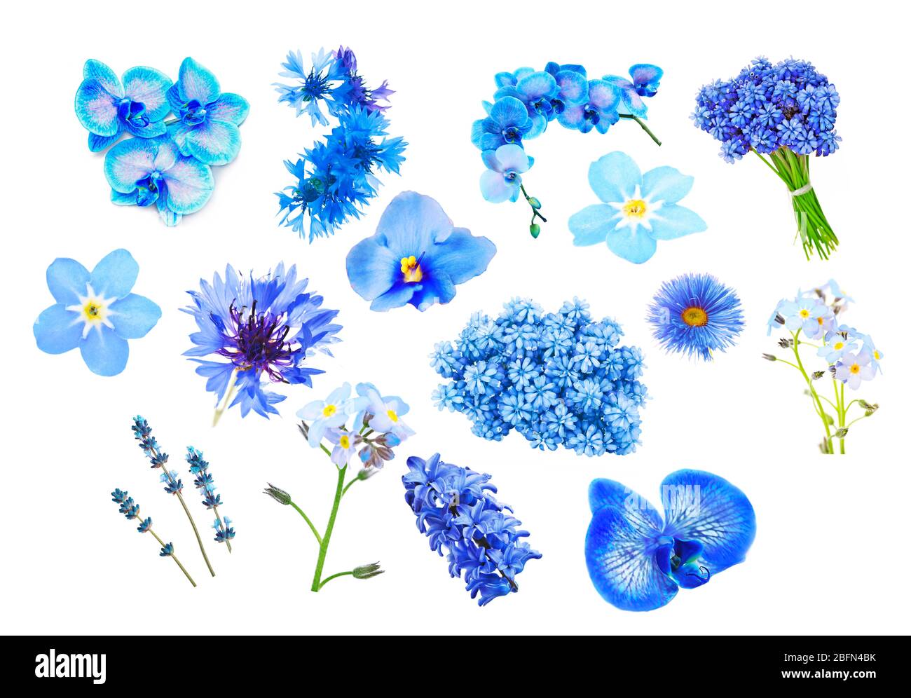 Collage of blue color flowers, isolated on white Stock Photo - Alamy