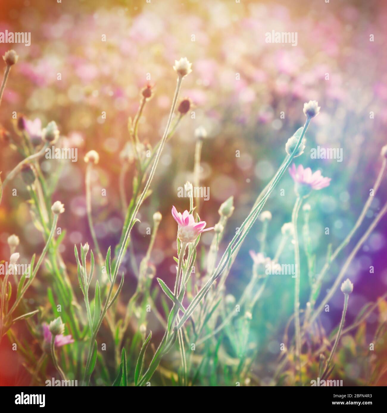 Beautiful wild flowers on meadow with sunlight Stock Photo - Alamy