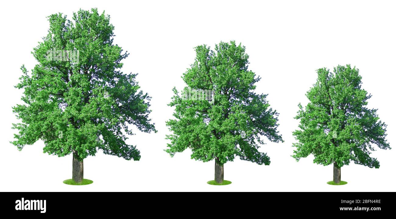 Row of trees growing in size, isolated on white Stock Photo - Alamy