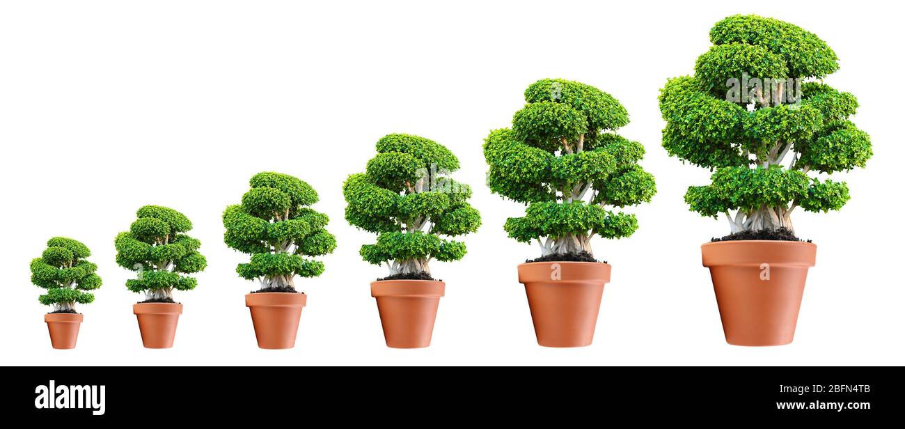 Row of trees growing in size, isolated on white Stock Photo - Alamy