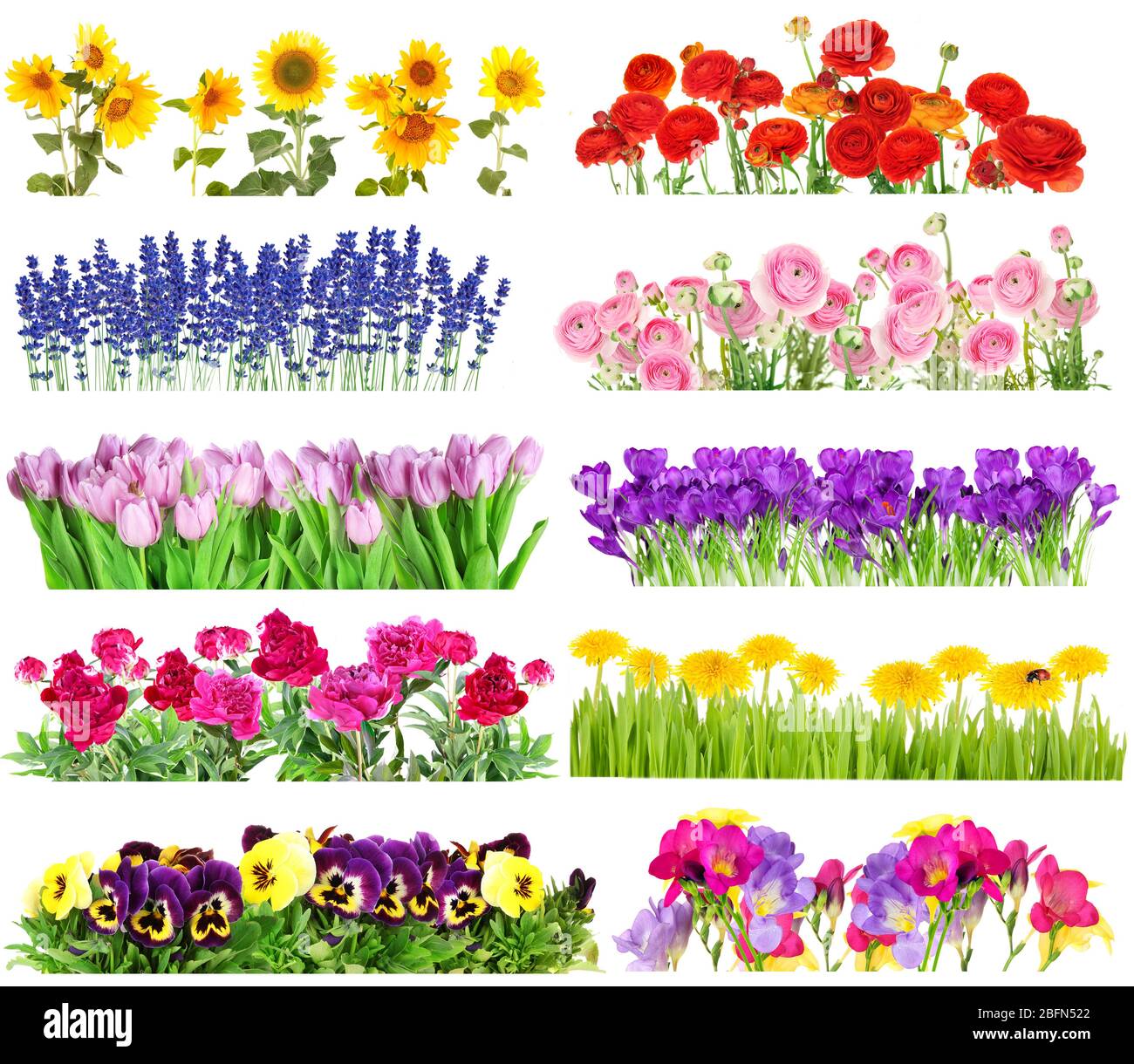 Rows of sunflowers Cut Out Stock Images & Pictures - Alamy