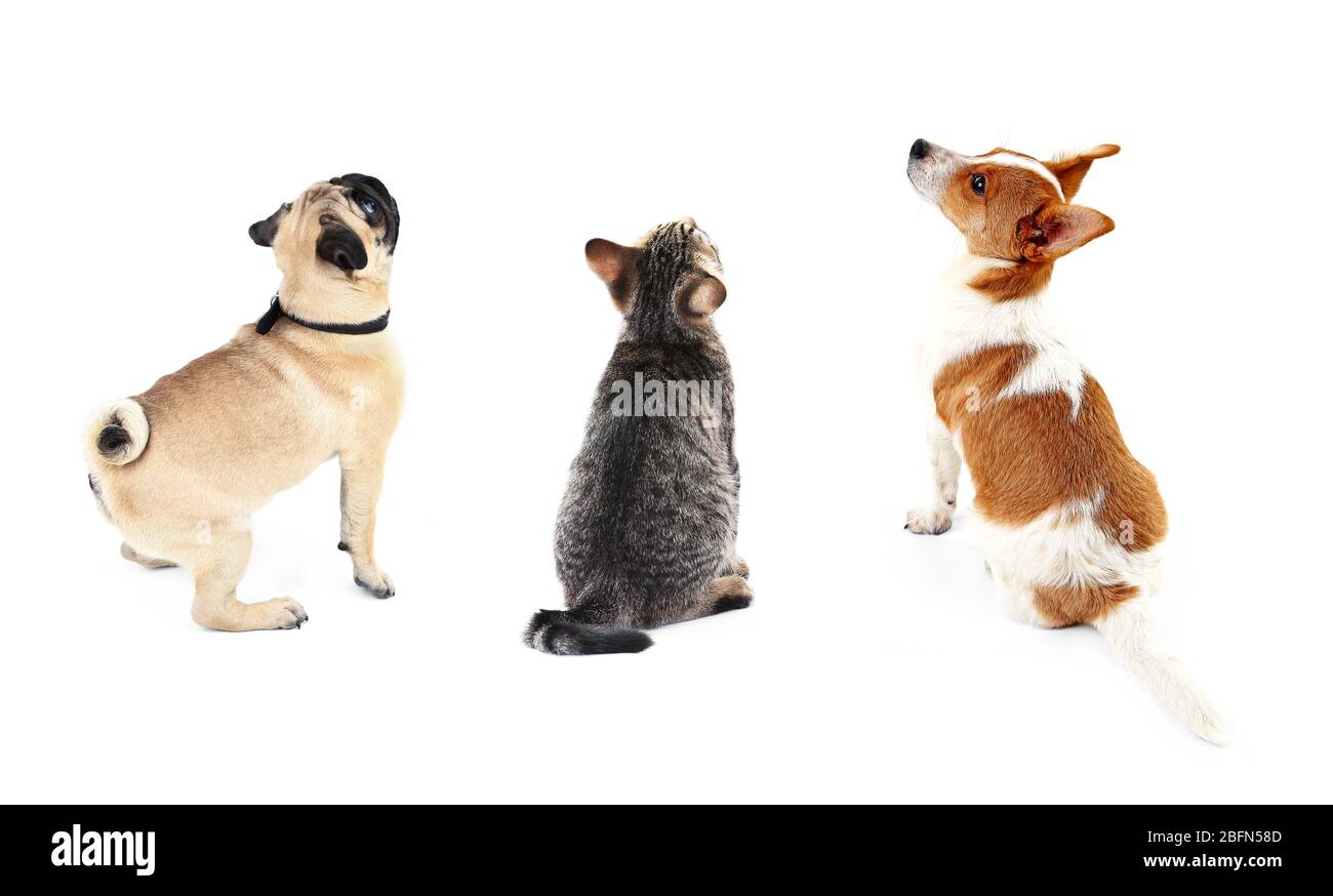 Cat and dogs together, view from the back, isolated on white Stock ...