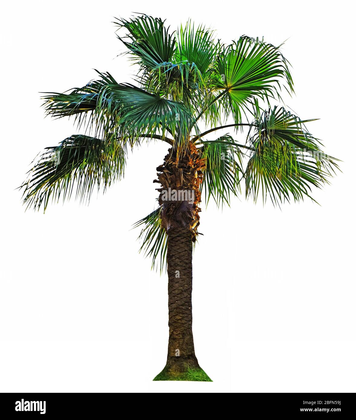 Tall palm tree sea Cut Out Stock Images & Pictures - Alamy