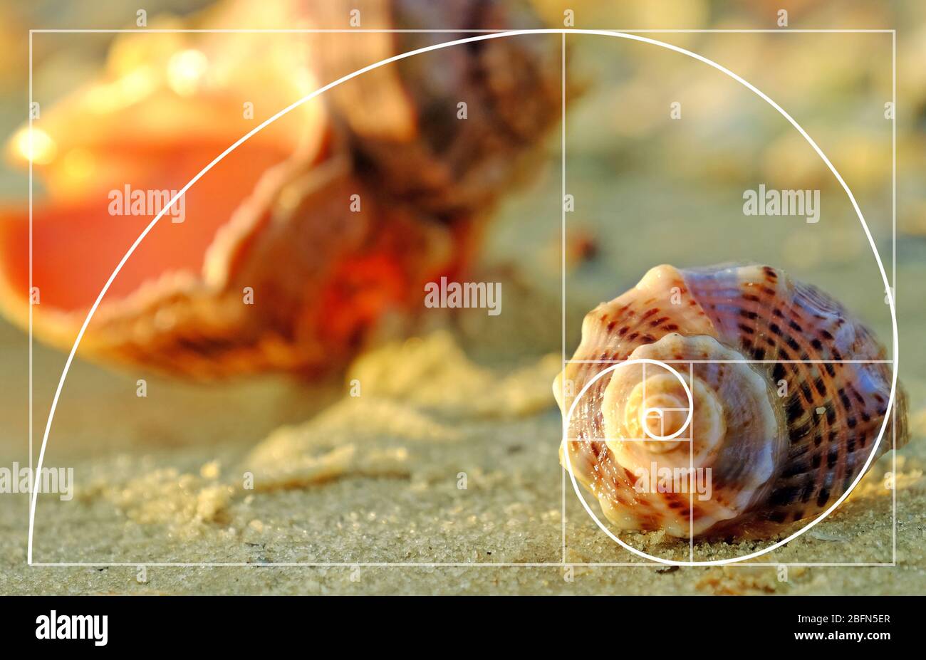 Beautiful seashells on the beach, close up. Golden Ratio concept Stock ...