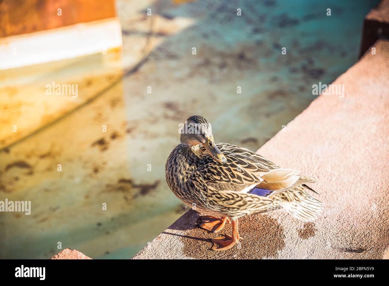 Dry duck hi-res stock photography and images - Alamy
