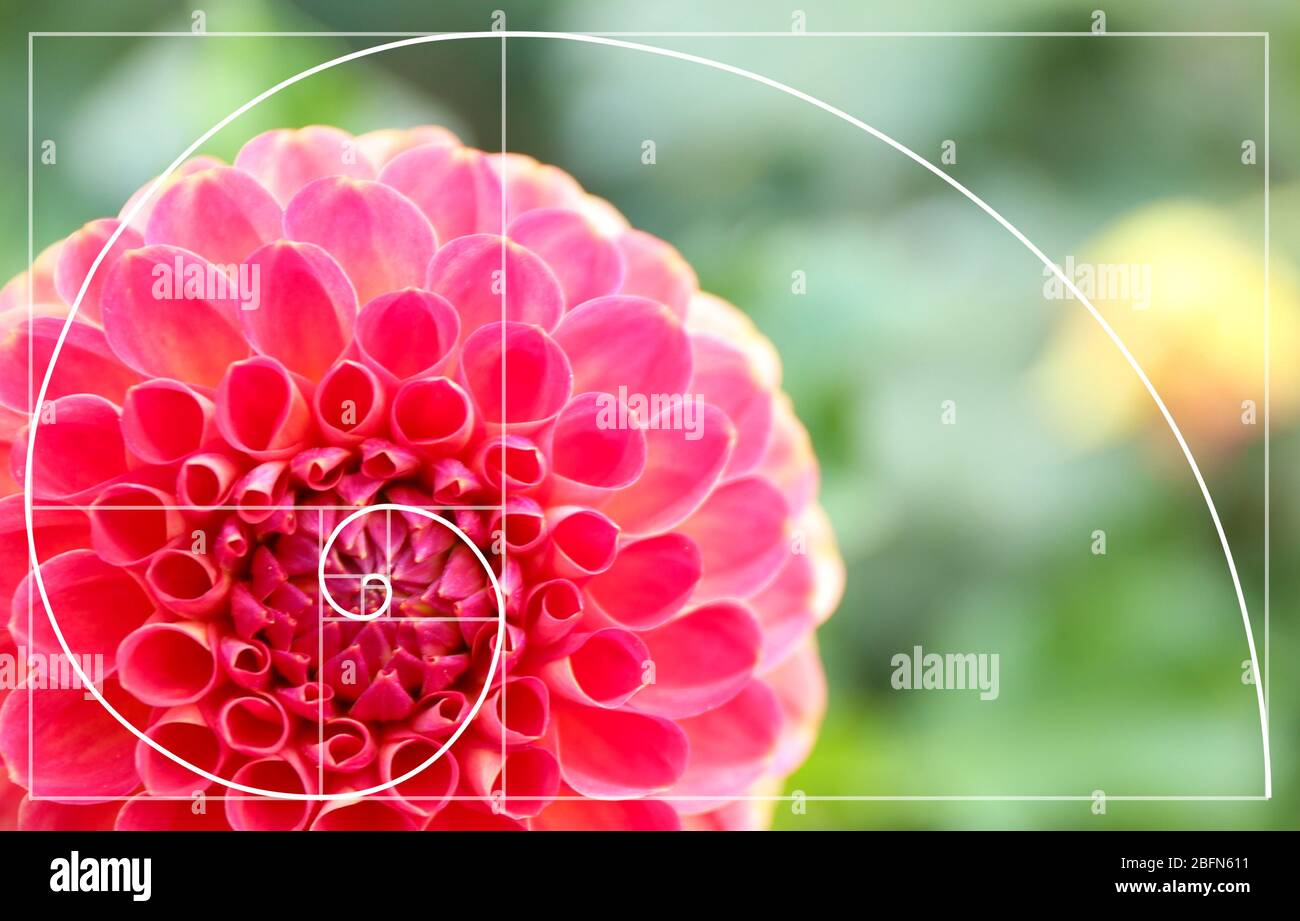 Golden Ratio Beauty High Resolution Stock Photography and Images - Alamy