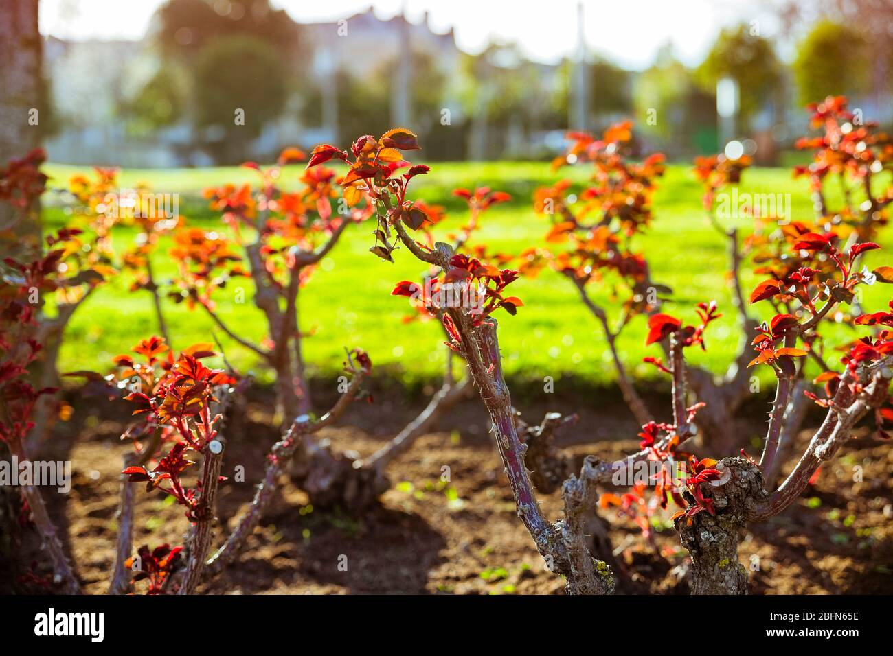 Rose branches hi-res stock photography and images - Alamy