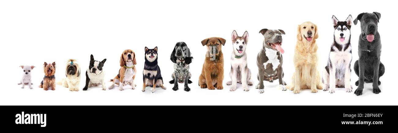 Cane golden retriever Cut Out Stock Images & Pictures - Alamy