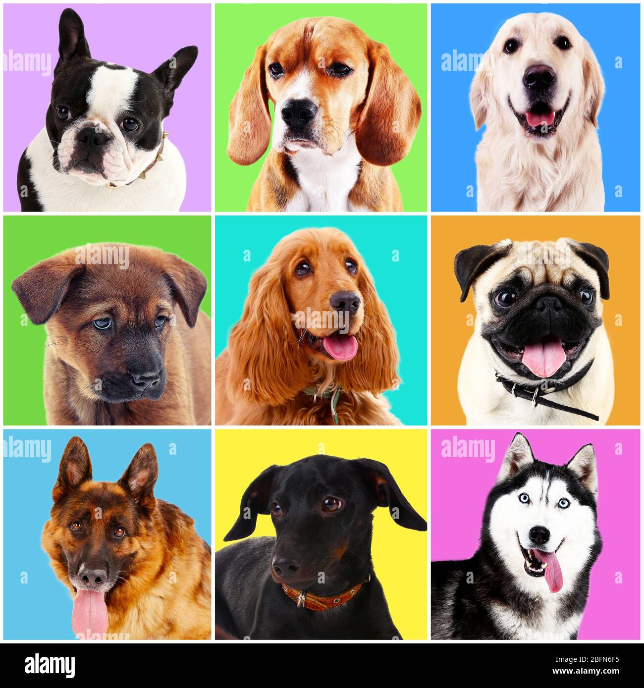 Dogs portraits on bright backgrounds Stock Photo - Alamy