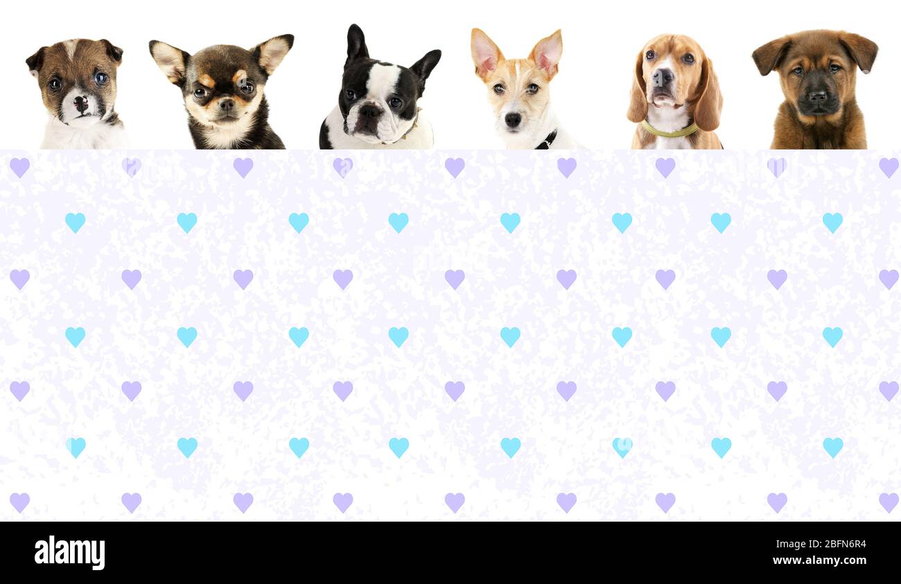 Group of dogs in front of white background with space for your text ...
