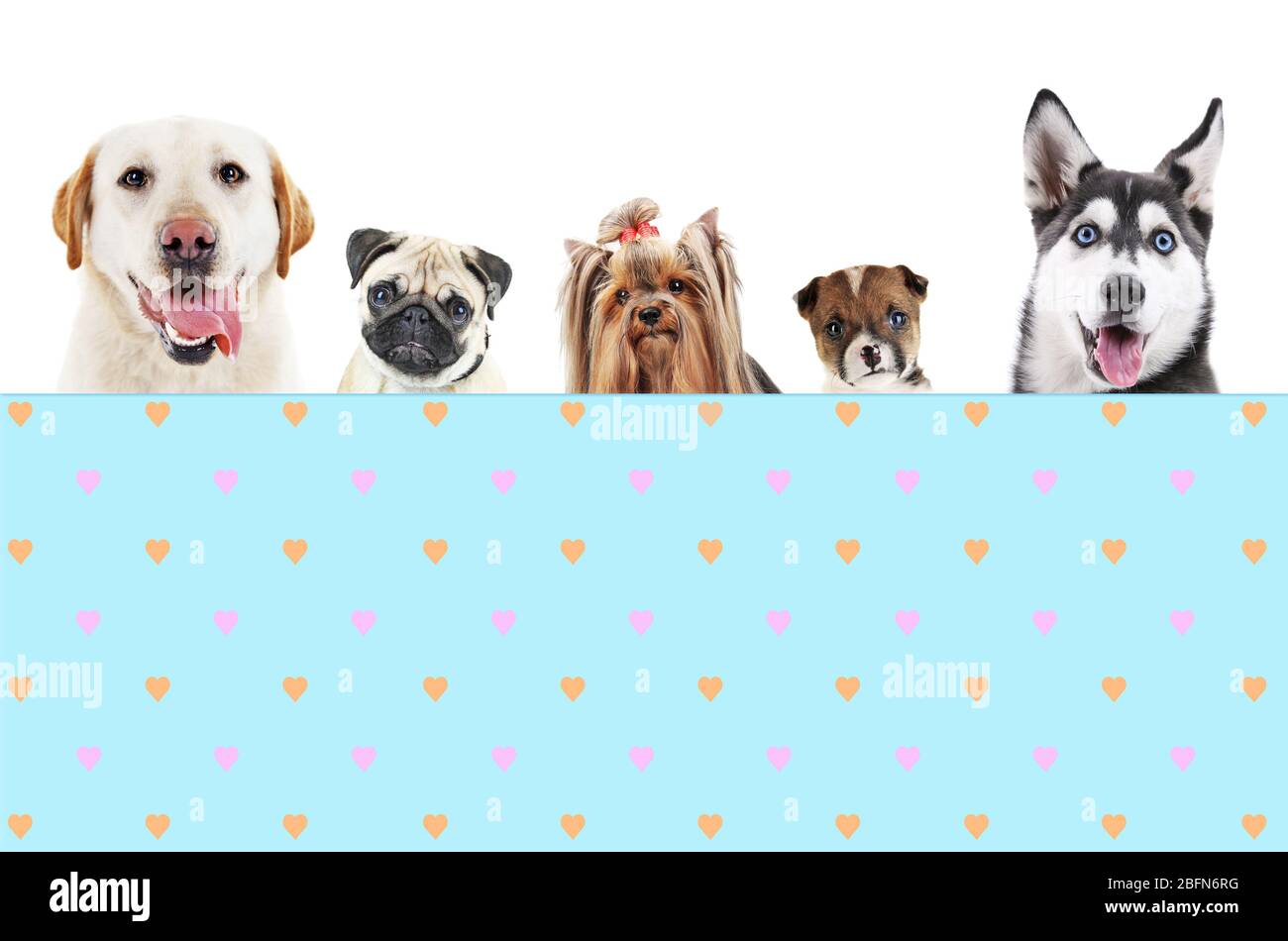 Group of dogs in front of white background with space for your text ...