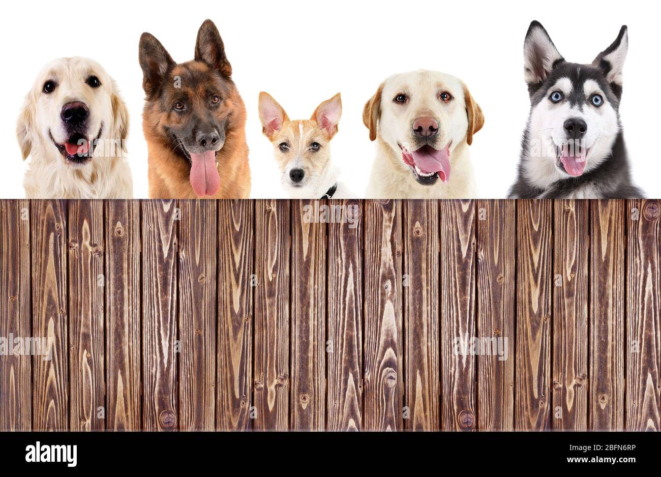 Group of dogs in front of white background with wooden space for your ...