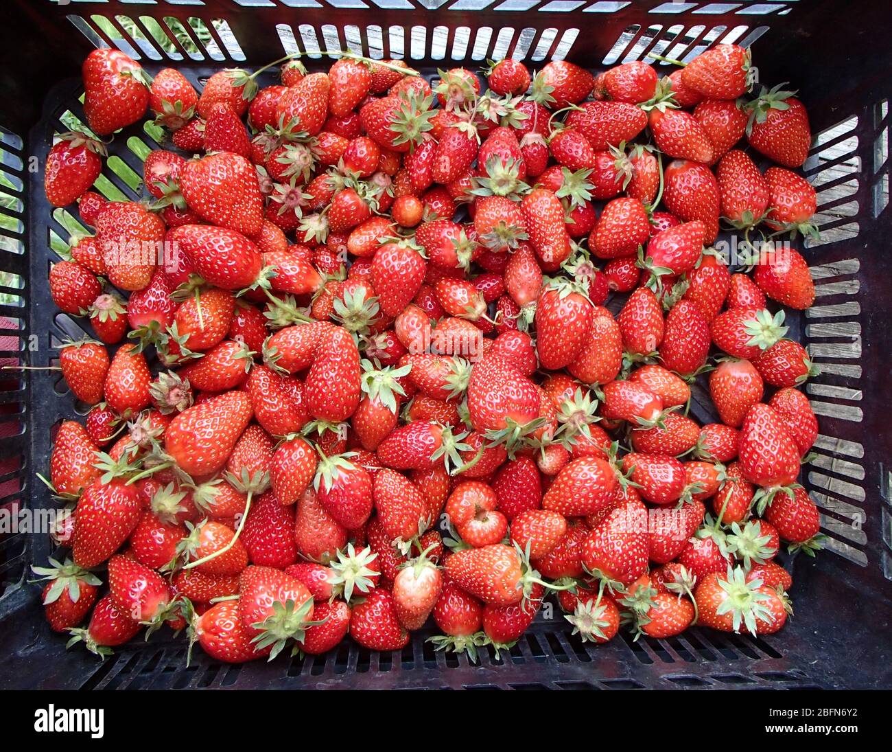 Producer of organic food hi-res stock photography and images - Alamy