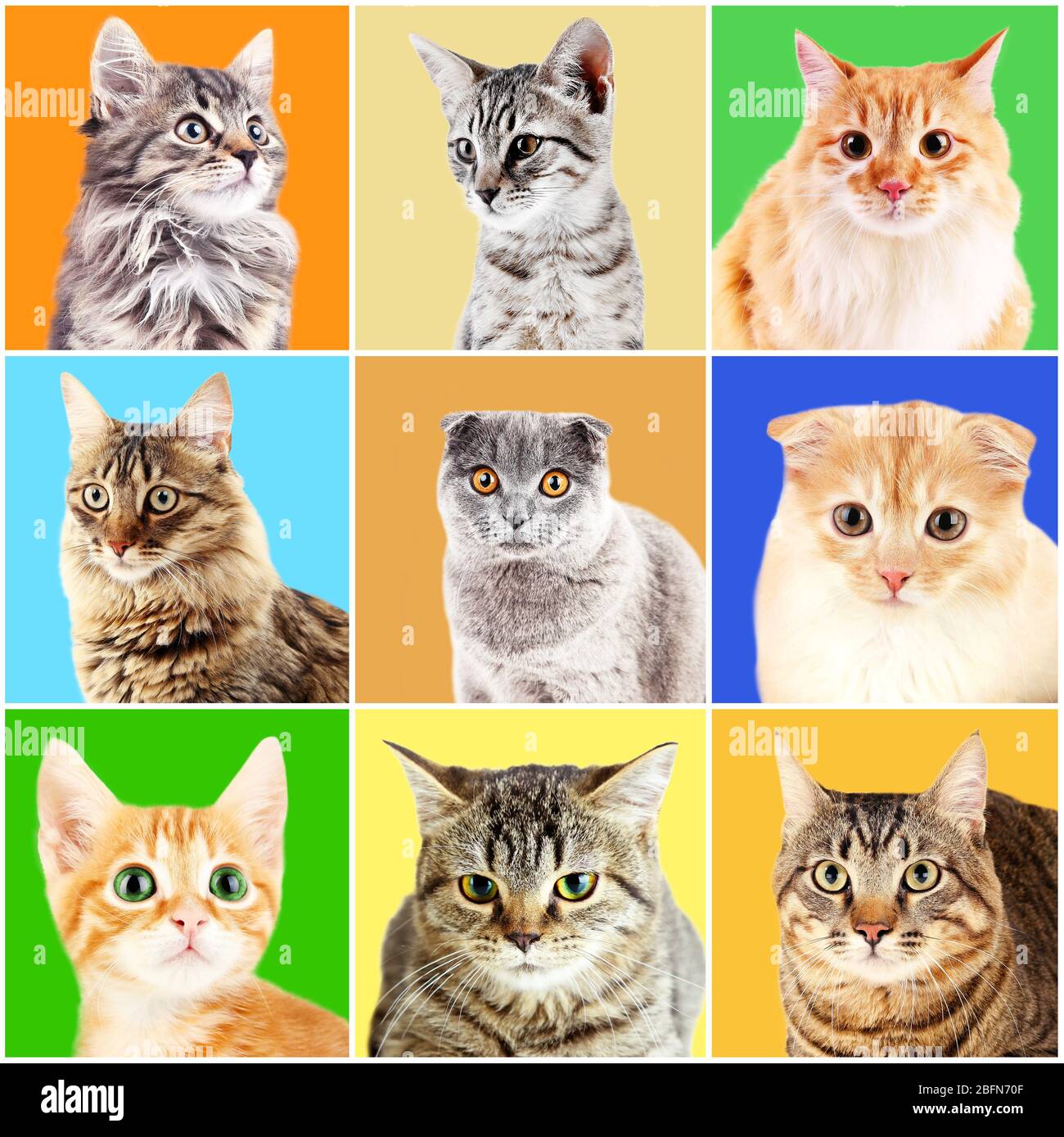 Cats portraits on bright backgrounds Stock Photo - Alamy