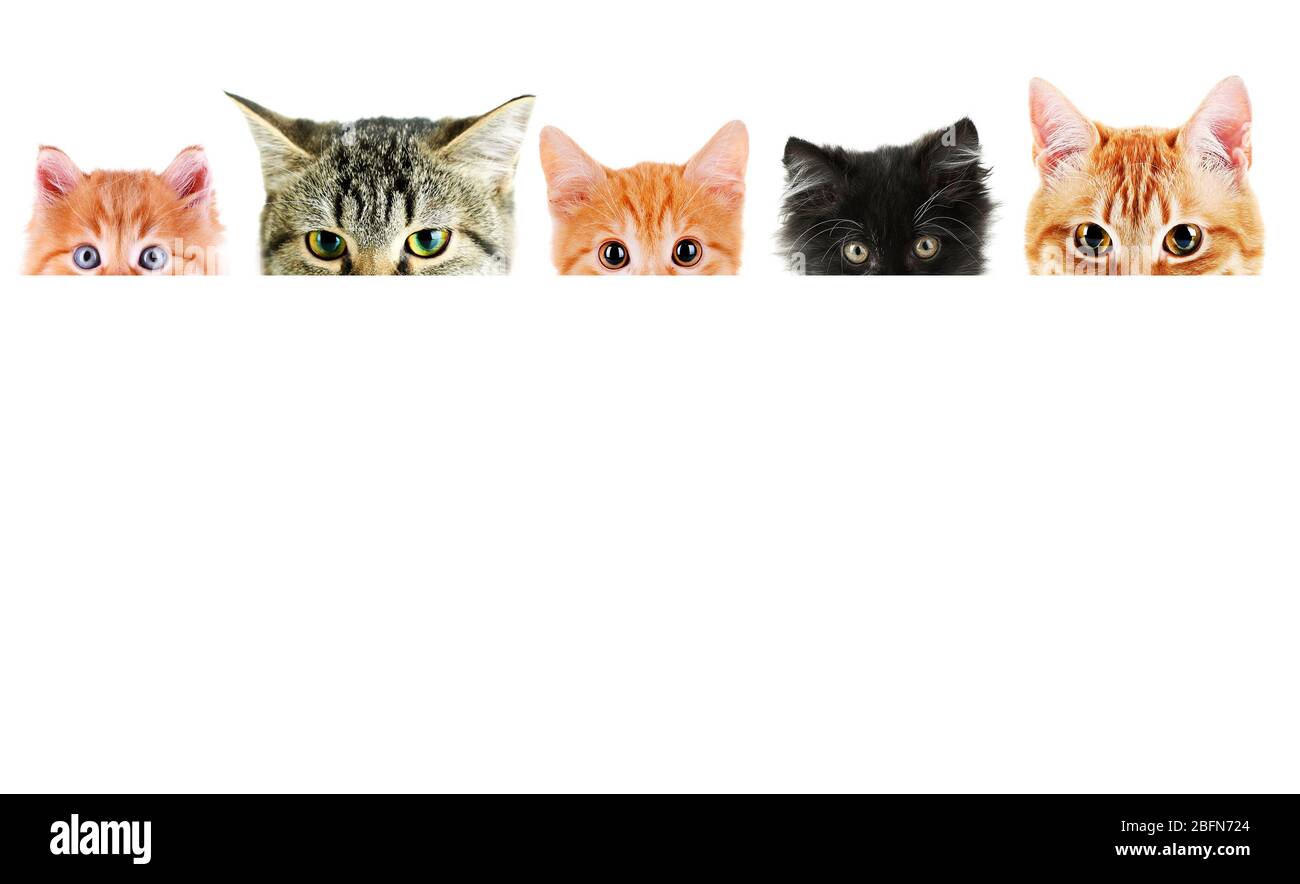 Group of cats in front of white background with space for your text ...