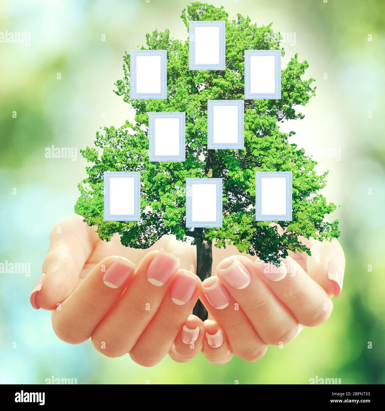 Hands holding family (genealogy ) tree with blank frames, on nature ...