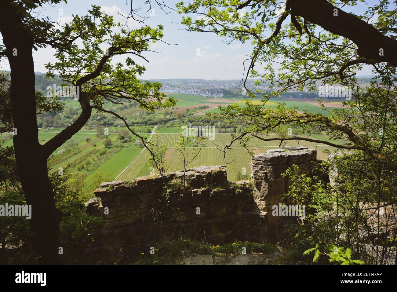 Vineyard overlooking the river Neckar, Landscape of Hessigheim, Germany ...