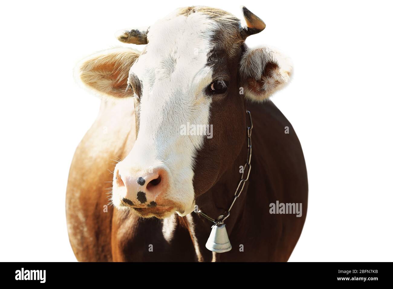 Cow on white background, closeup. Farm animal concept Stock Photo - Alamy