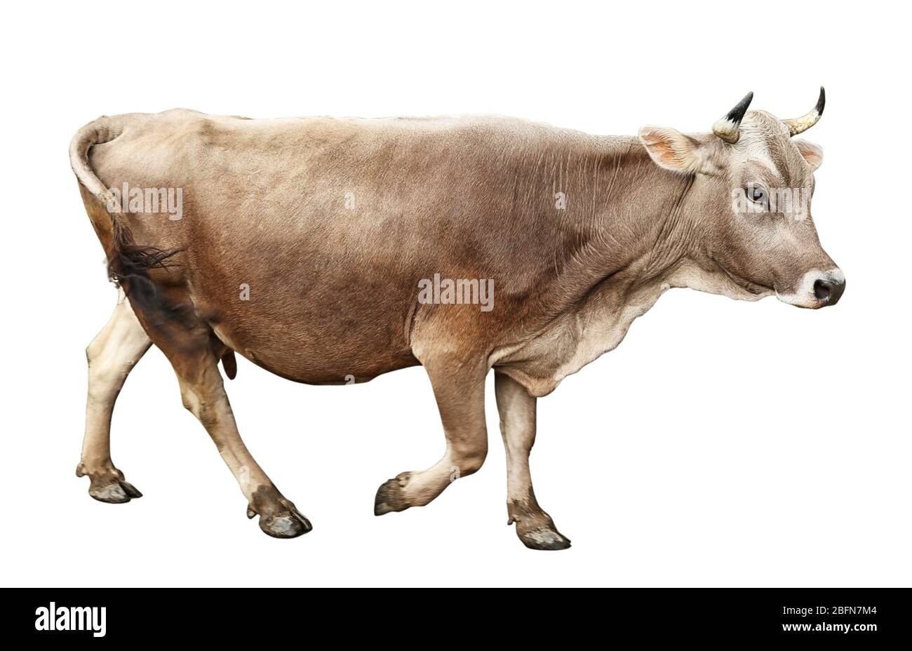 Cow on white background. Farm animal concept Stock Photo - Alamy