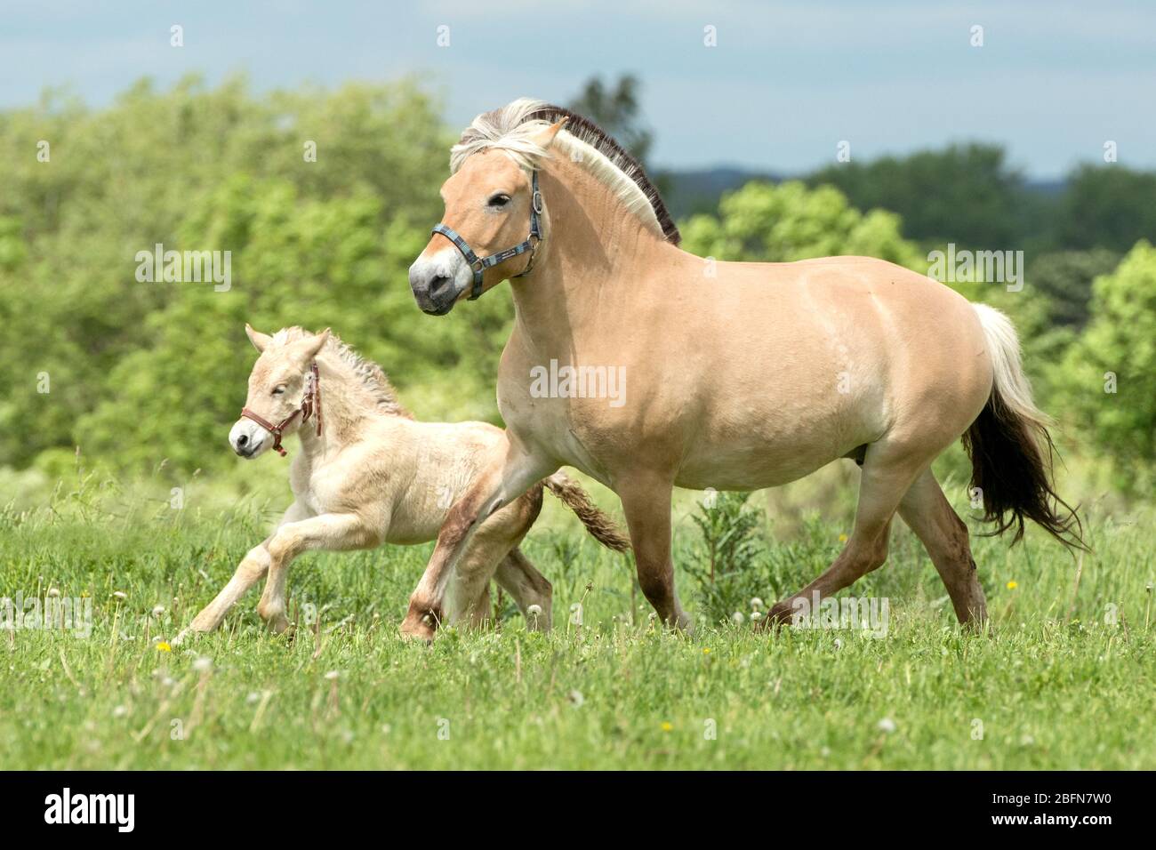 Gallop paddock pasture pony hi-res stock photography and images - Alamy