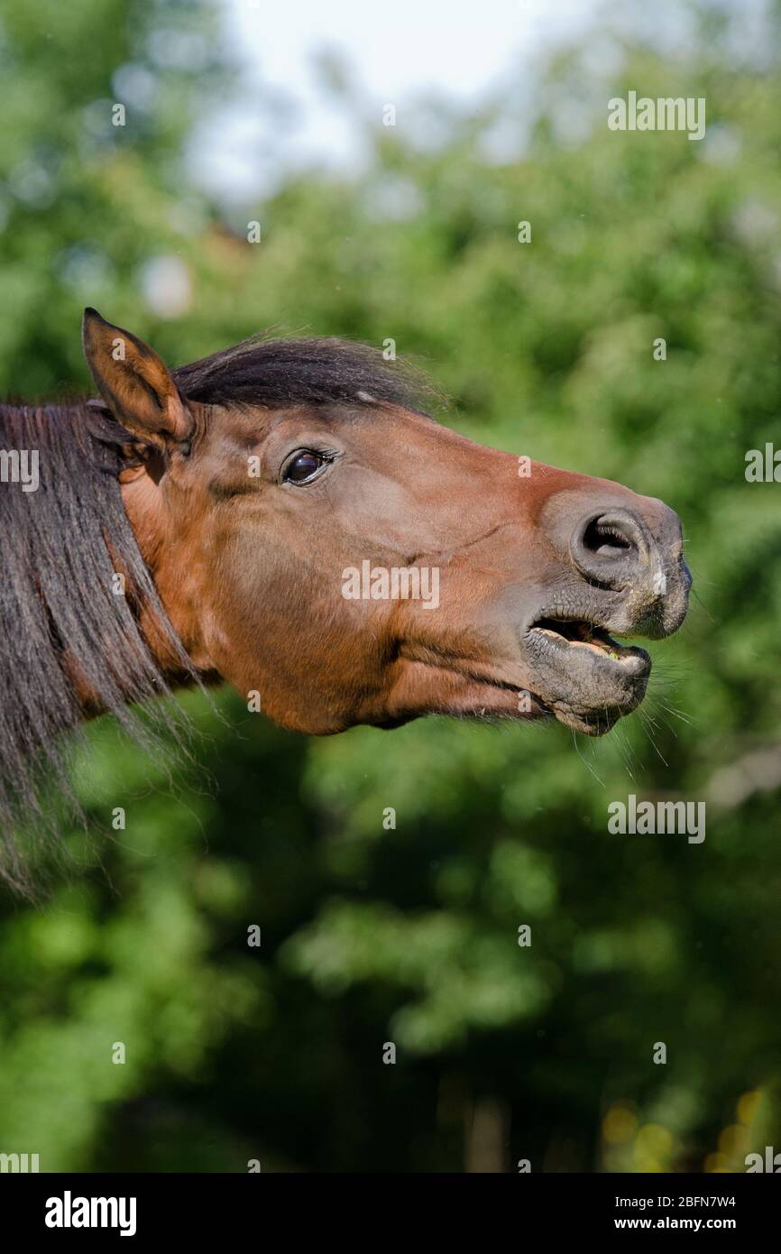 Horse Neigh High Resolution Stock Photography and Images - Alamy