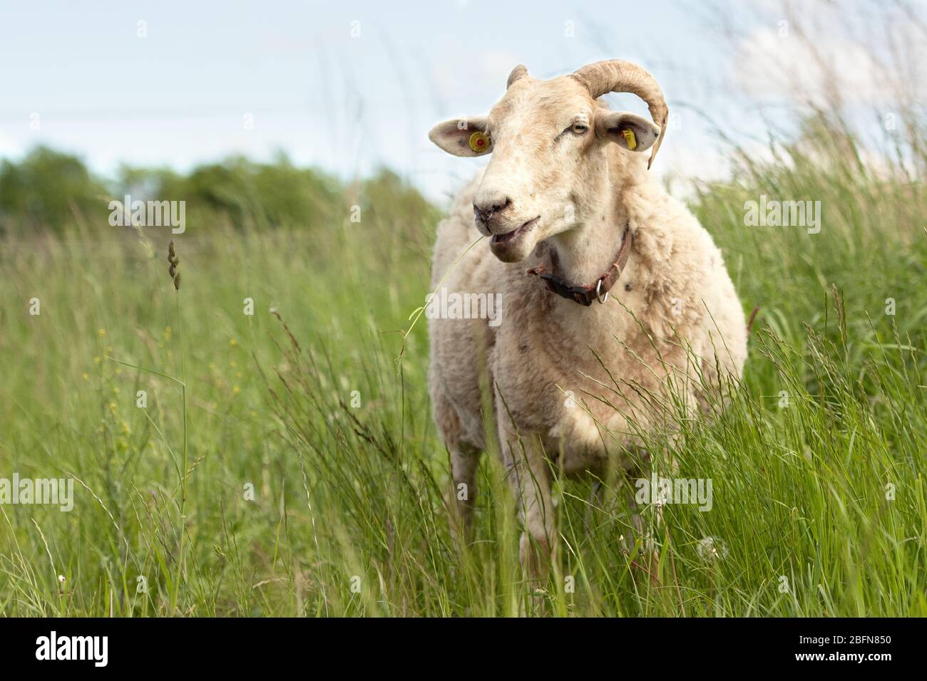 Life at farm hi-res stock photography and images - Alamy