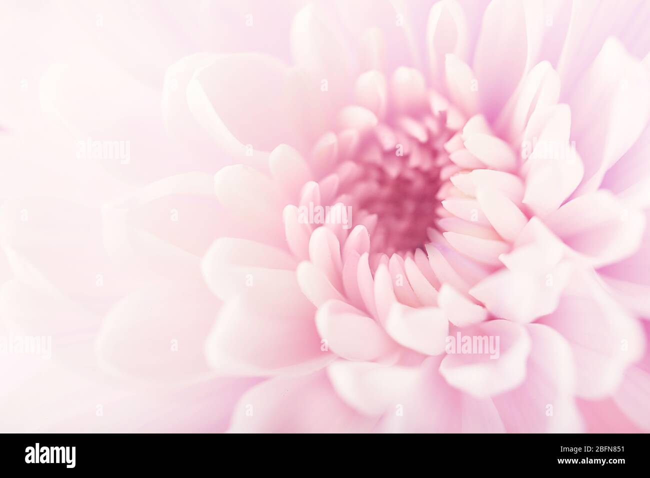 Pastel flower background. Floral art concept Stock Photo - Alamy