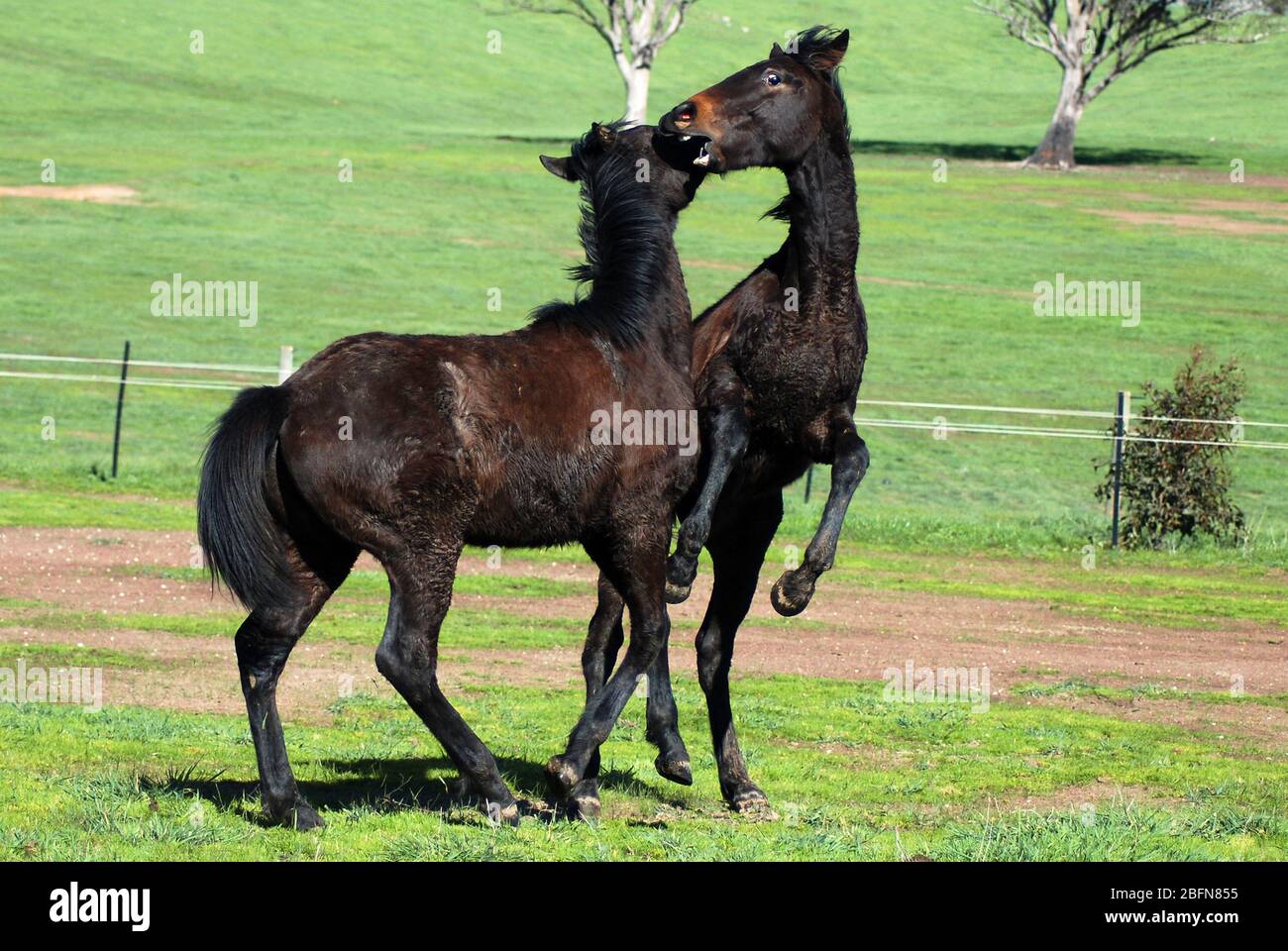 Baby horses playing hi-res stock photography and images - Alamy