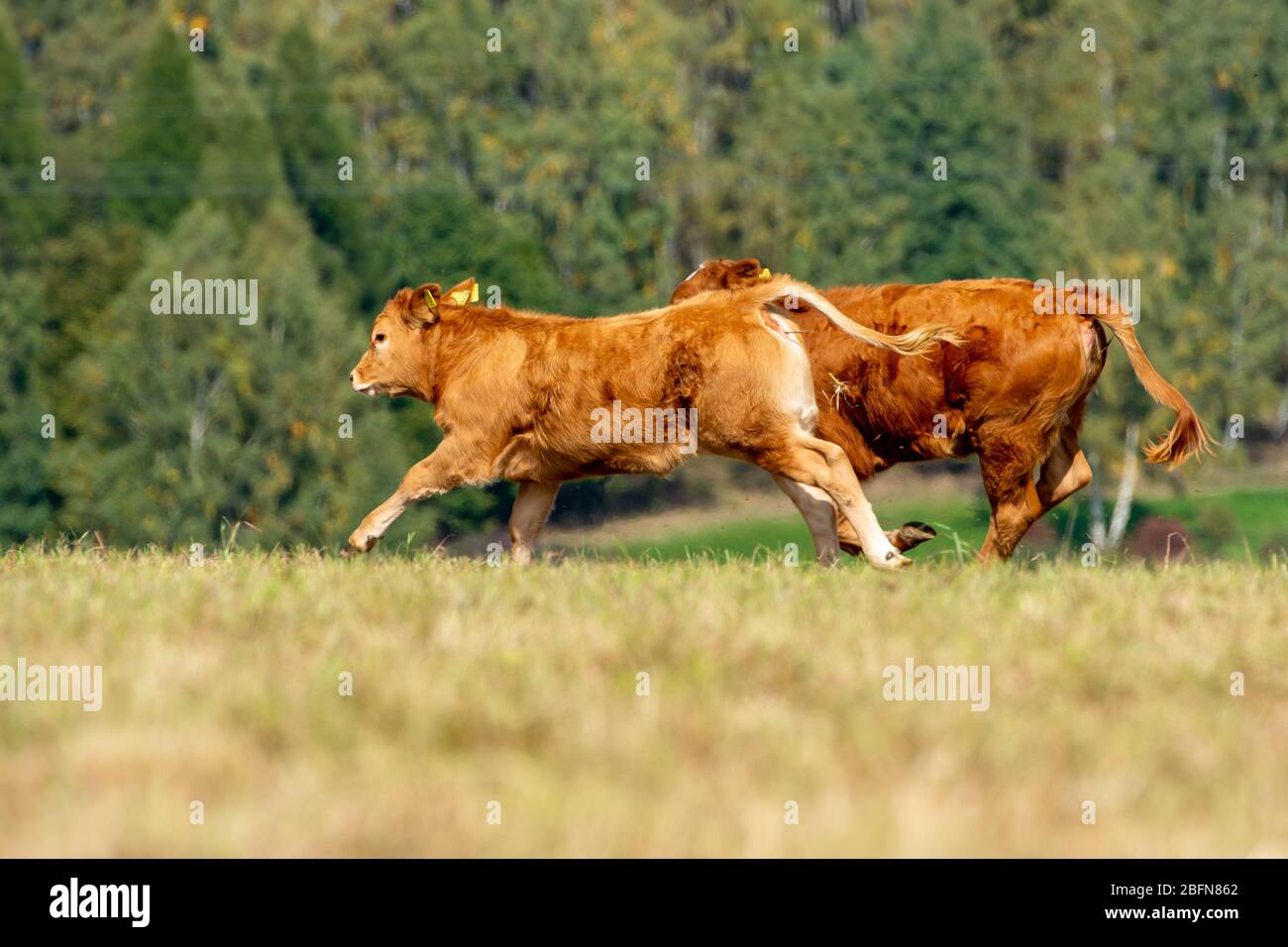 Running cow calf hi-res stock photography and images - Alamy