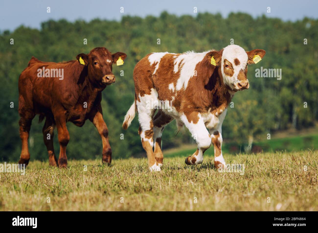 Running Cow Calf High Resolution Stock Photography and Images - Alamy