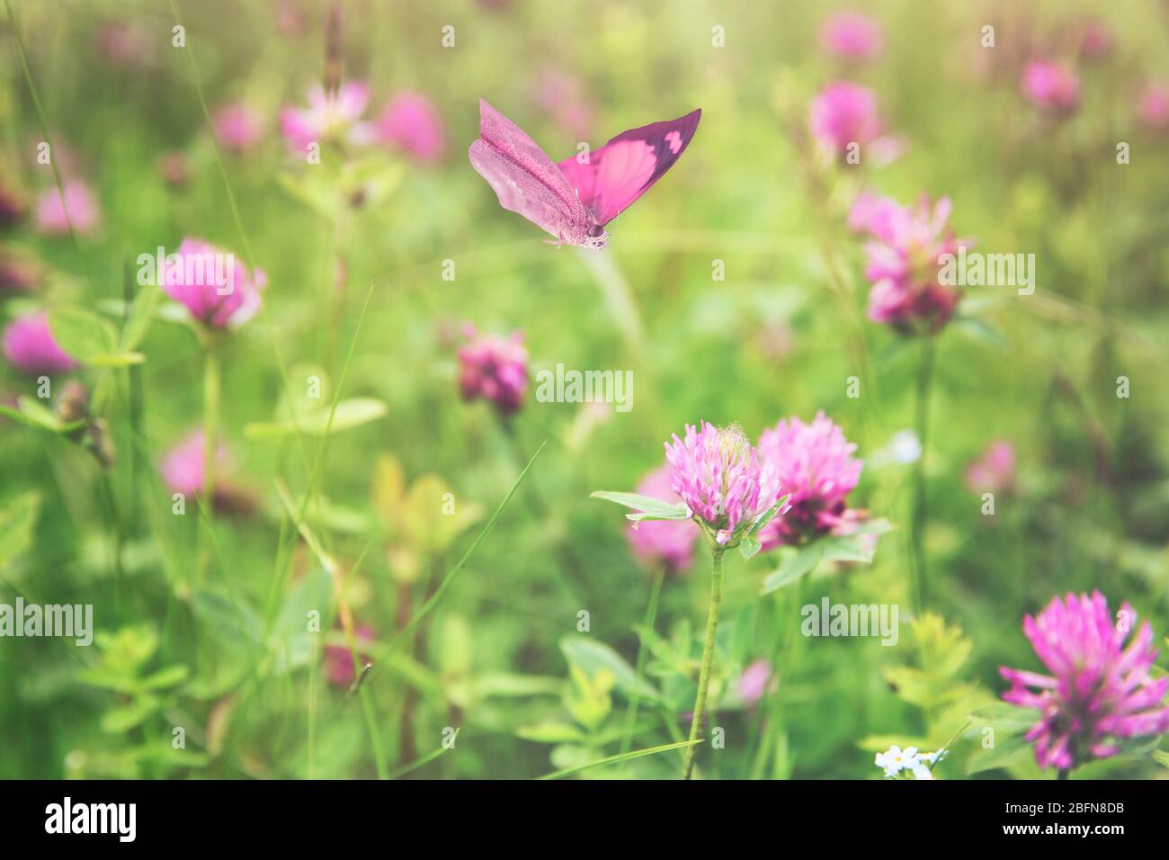 Beautiful butterfly and flower, closeup. Nature concept Stock Photo - Alamy