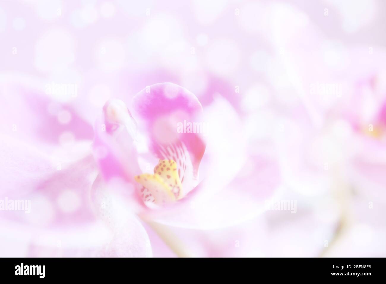 Pastel flower background. Floral art concept Stock Photo - Alamy