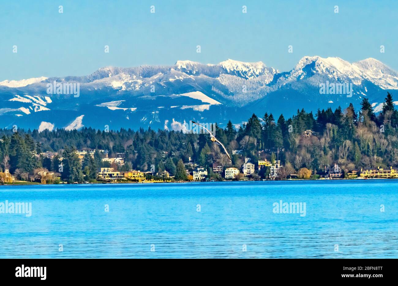 Seagull High Rise Building Houses Residential Neighborhoods Lake ...
