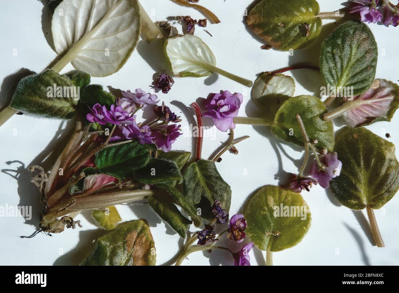 Rotten withered violet flowers with shadow on white background. Green ...