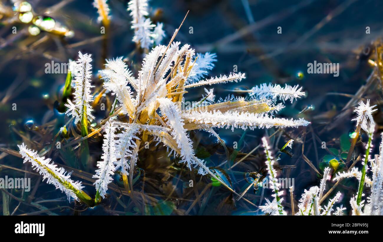 Morning ground frost in wet natural meadow. White icy crystals on grass ...
