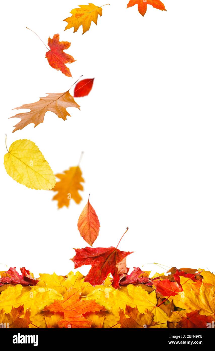 Autumn leaves on white background Stock Photo - Alamy