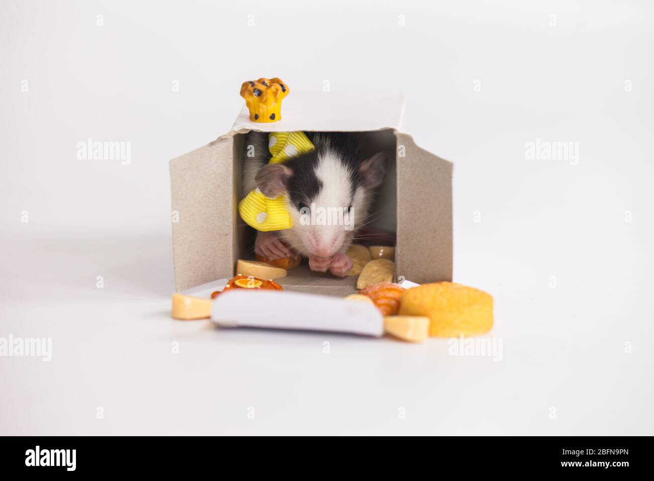 Baby mouse. A box and a rat in it. With mouth-watering doll buns Stock ...