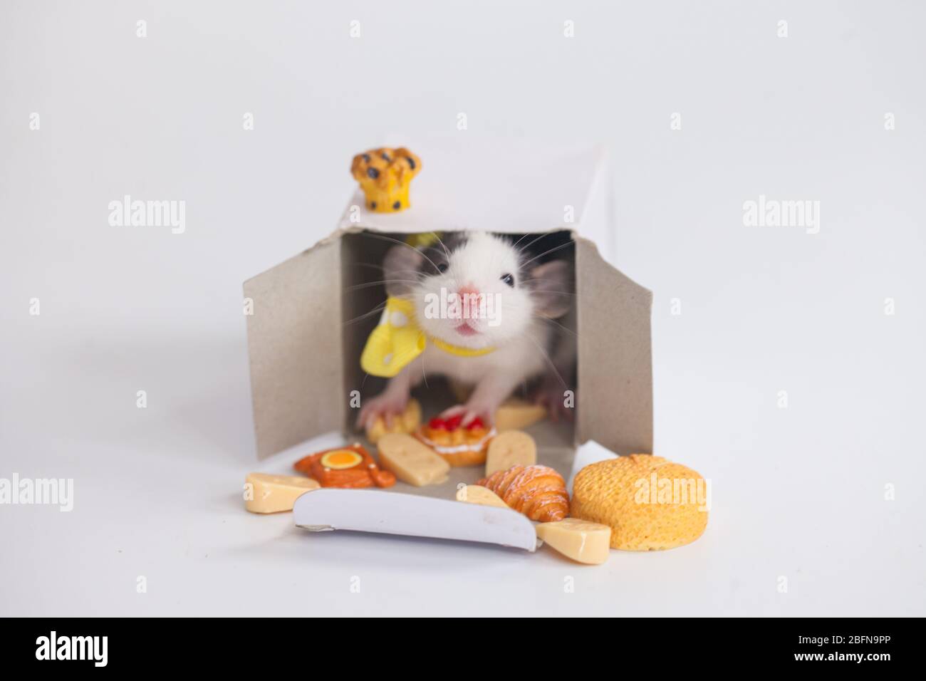 Baby mouse. A box and a rat in it. With mouth-watering doll buns Stock ...
