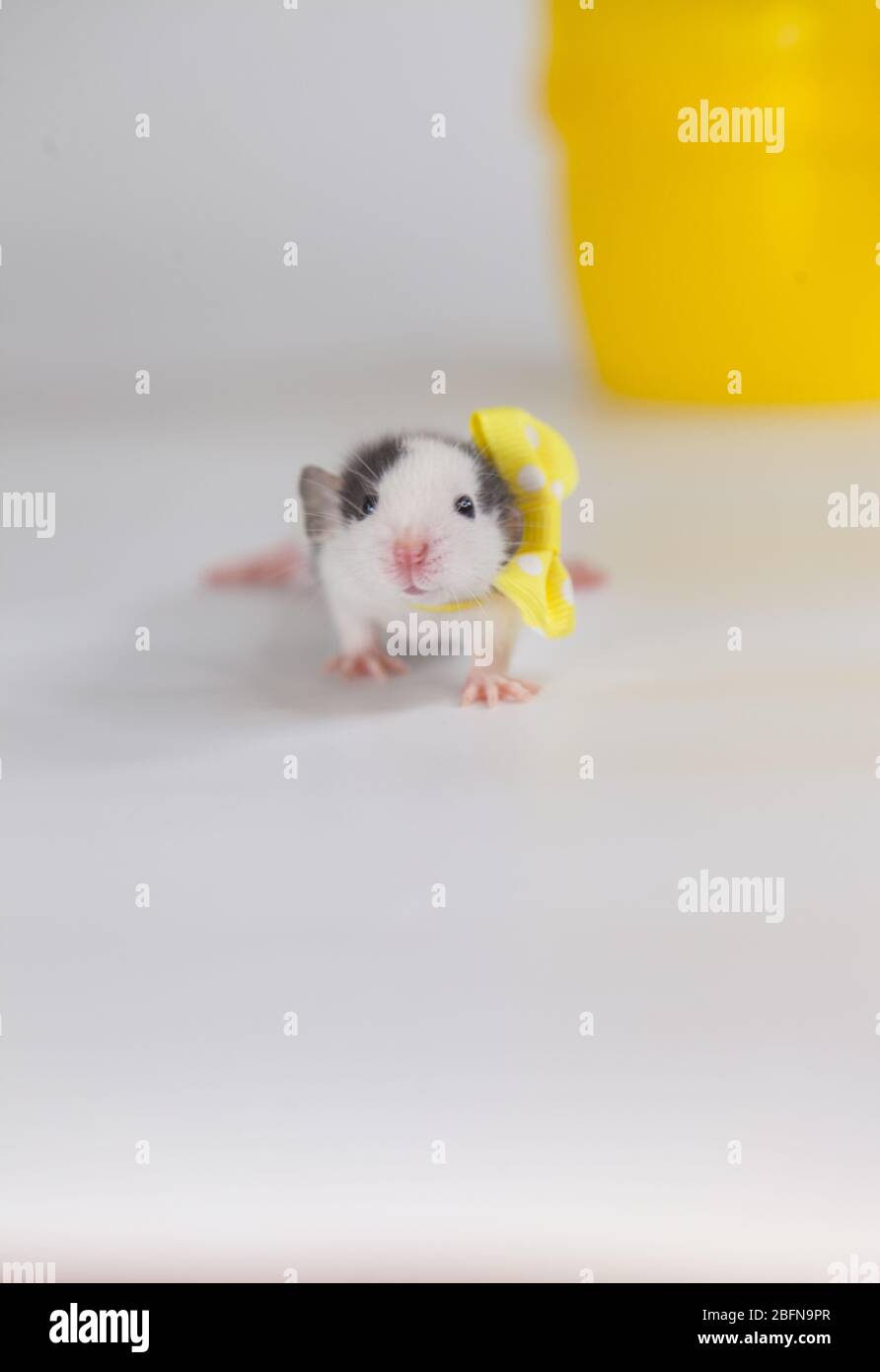 Baby mouse in a big yellow watering can with a red flower Stock Photo ...