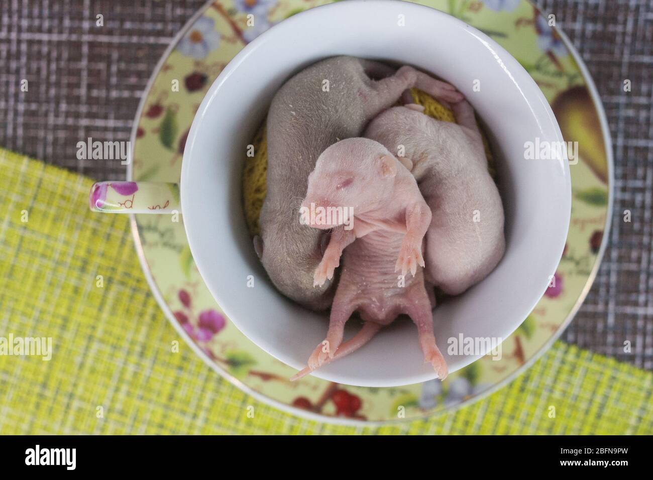 Toddler mouse in a large tea cup. Cute rat Stock Photo - Alamy