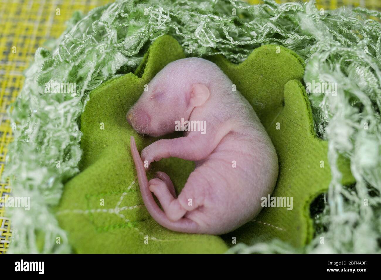 Mouse embryo not illustration hi-res stock photography and images - Alamy